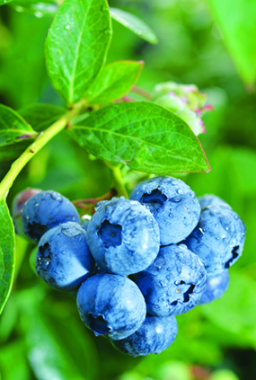 Oregon Blueberries - News