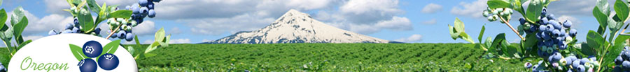 Oregon Blueberries