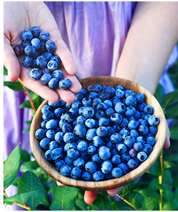Oregon Blueberries - News
